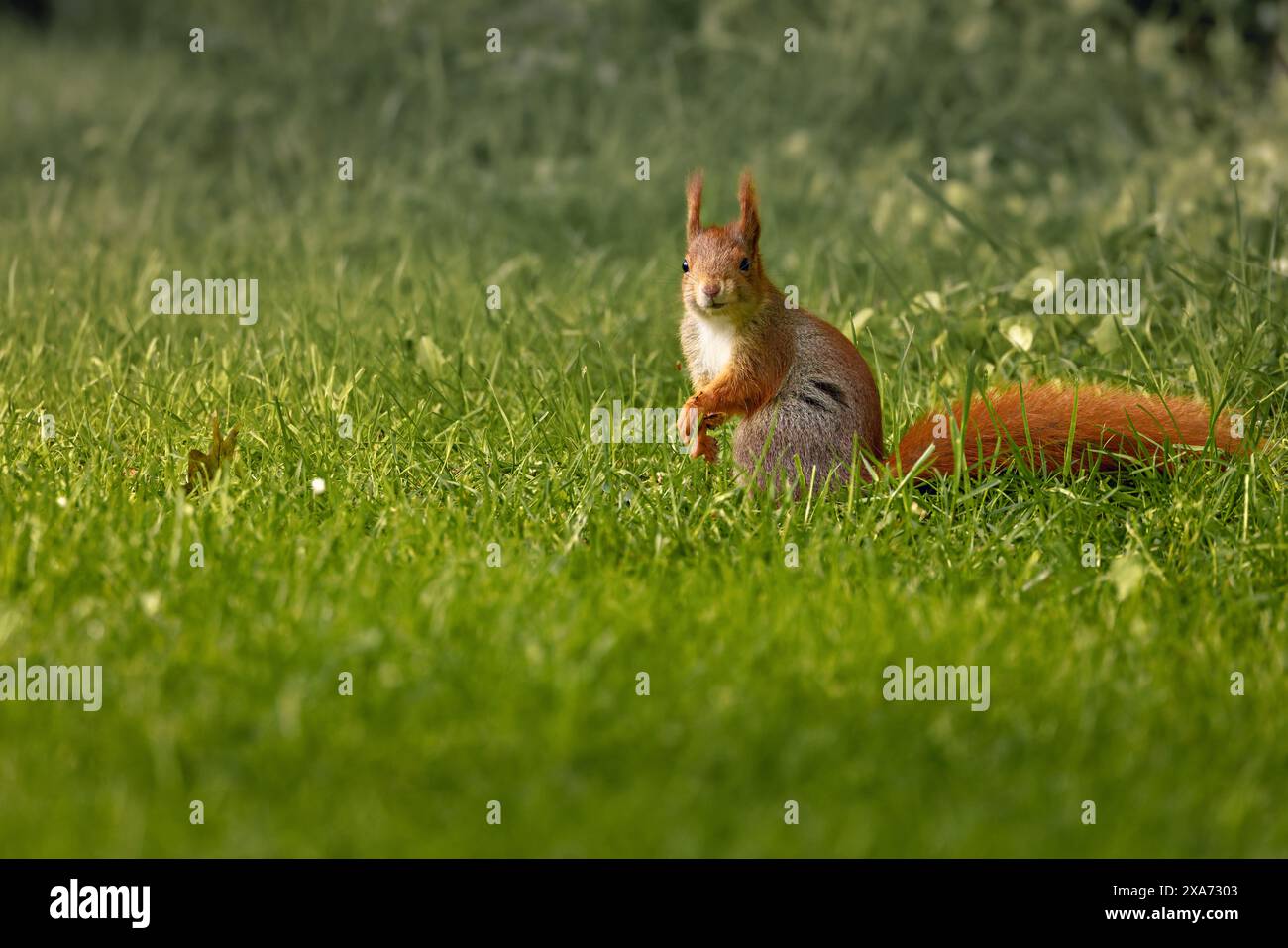 Green bush squirrel hi-res stock photography and images - Alamy