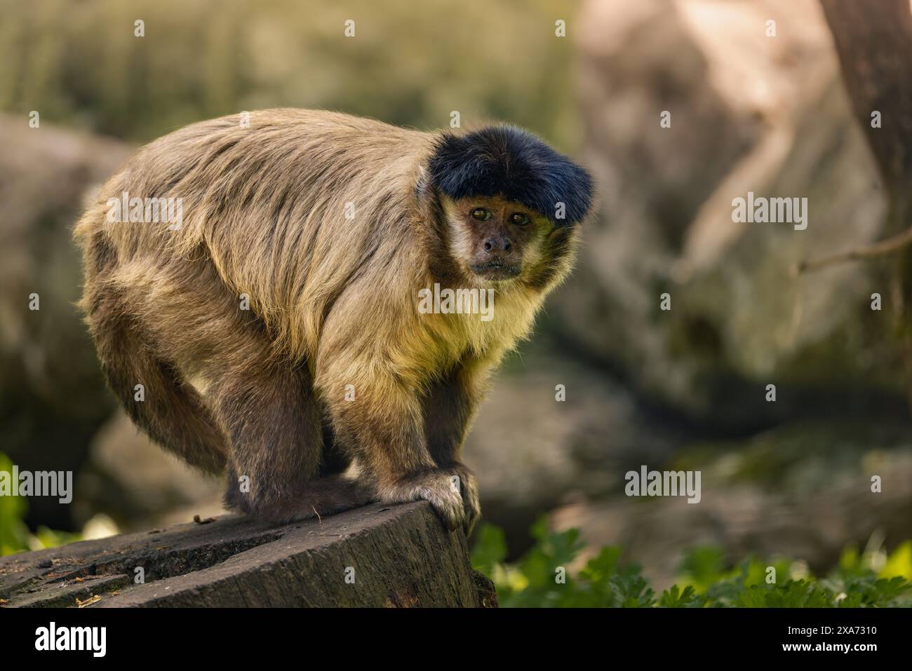 Monkey habitat discovery hi-res stock photography and images - Alamy