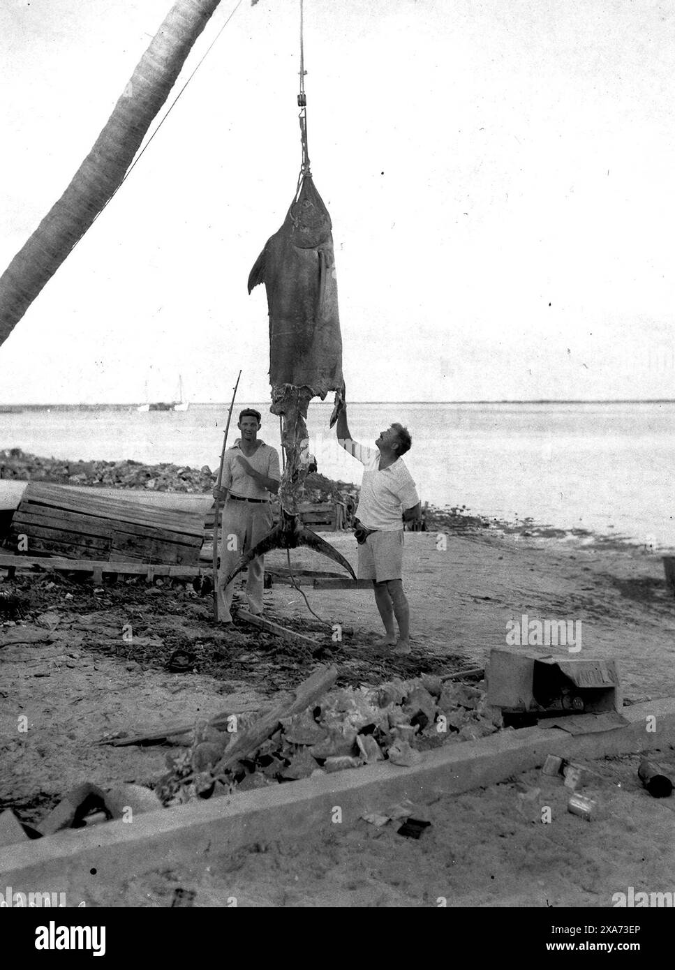 Henry "Mike" Strater and Ernest Hemingway with "apple-cored" marlin ...