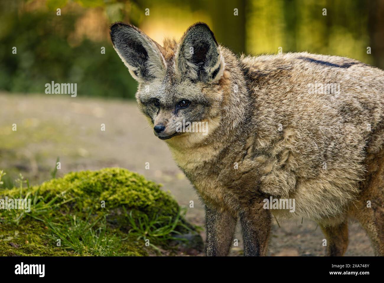 A close-up of a Bat-eared fox standing on a dusty field Stock Photo - Alamy