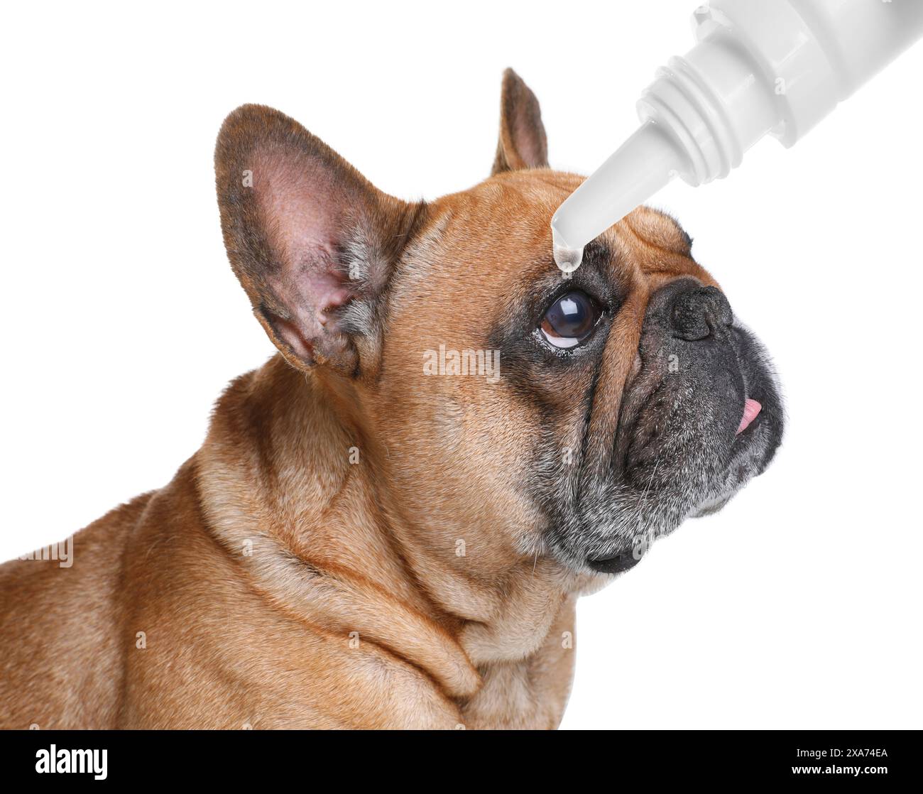 Giving medical drops to cute dog on white background Stock Photo - Alamy