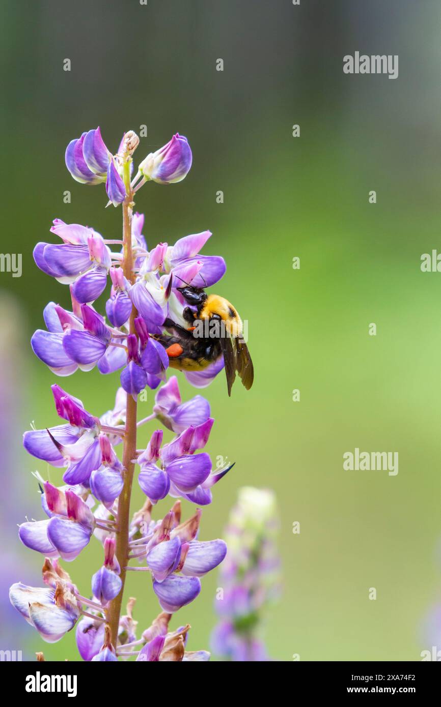 Bombias nevadensis hi-res stock photography and images - Alamy