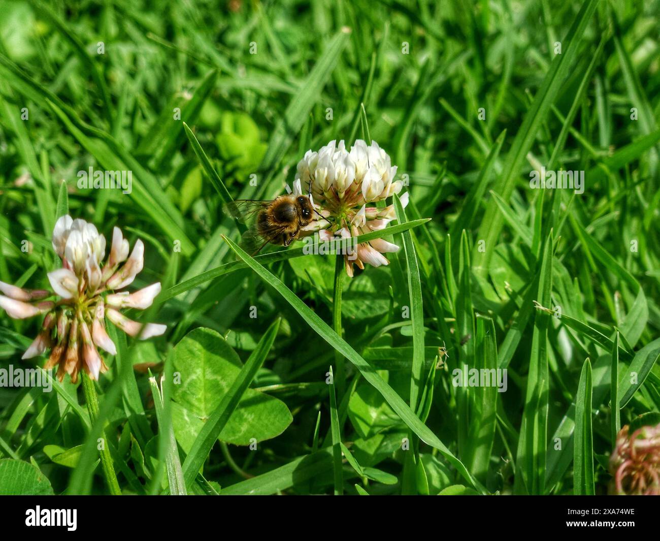 Bees on grass hi-res stock photography and images - Alamy
