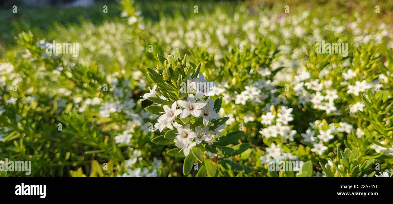 A close-up of white Myoporum parvifolia flowers in a field surrounded ...