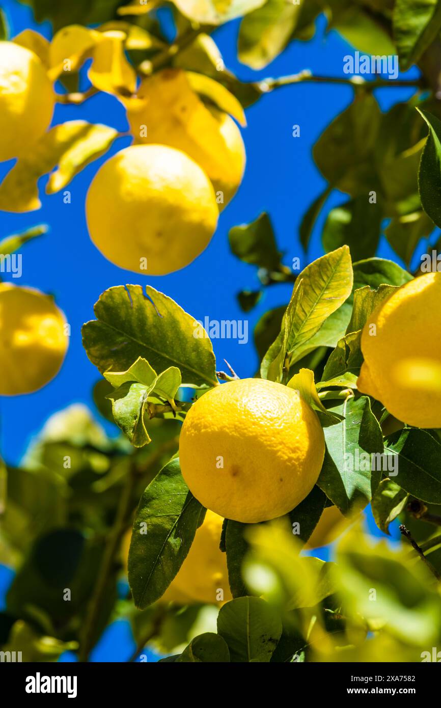 Lemon tree, Vasa, Limassol District, Republic of Cyprus Stock Photo - Alamy