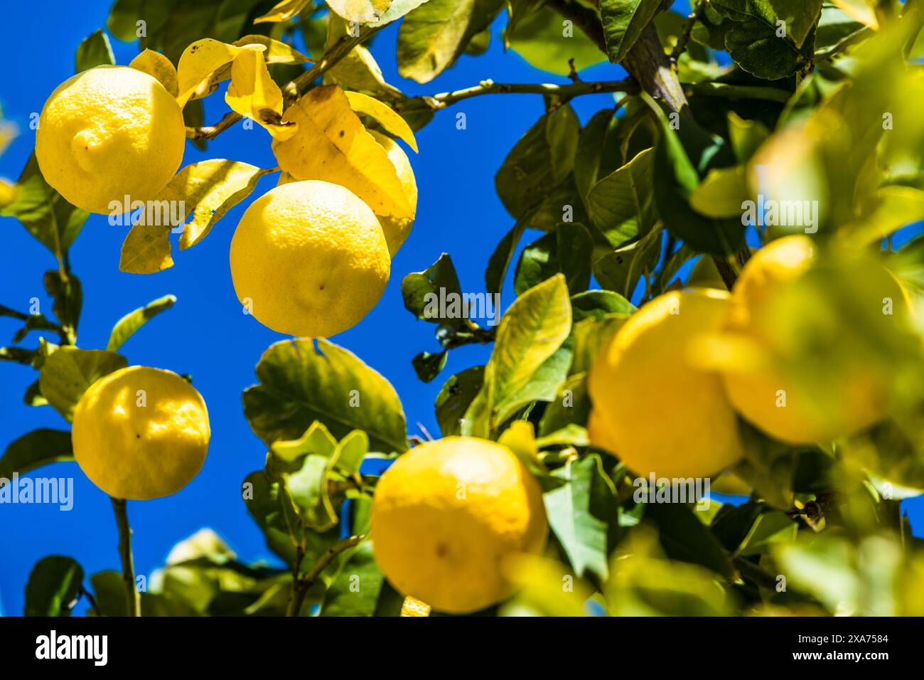 Lemon tree sea close up hi-res stock photography and images - Alamy