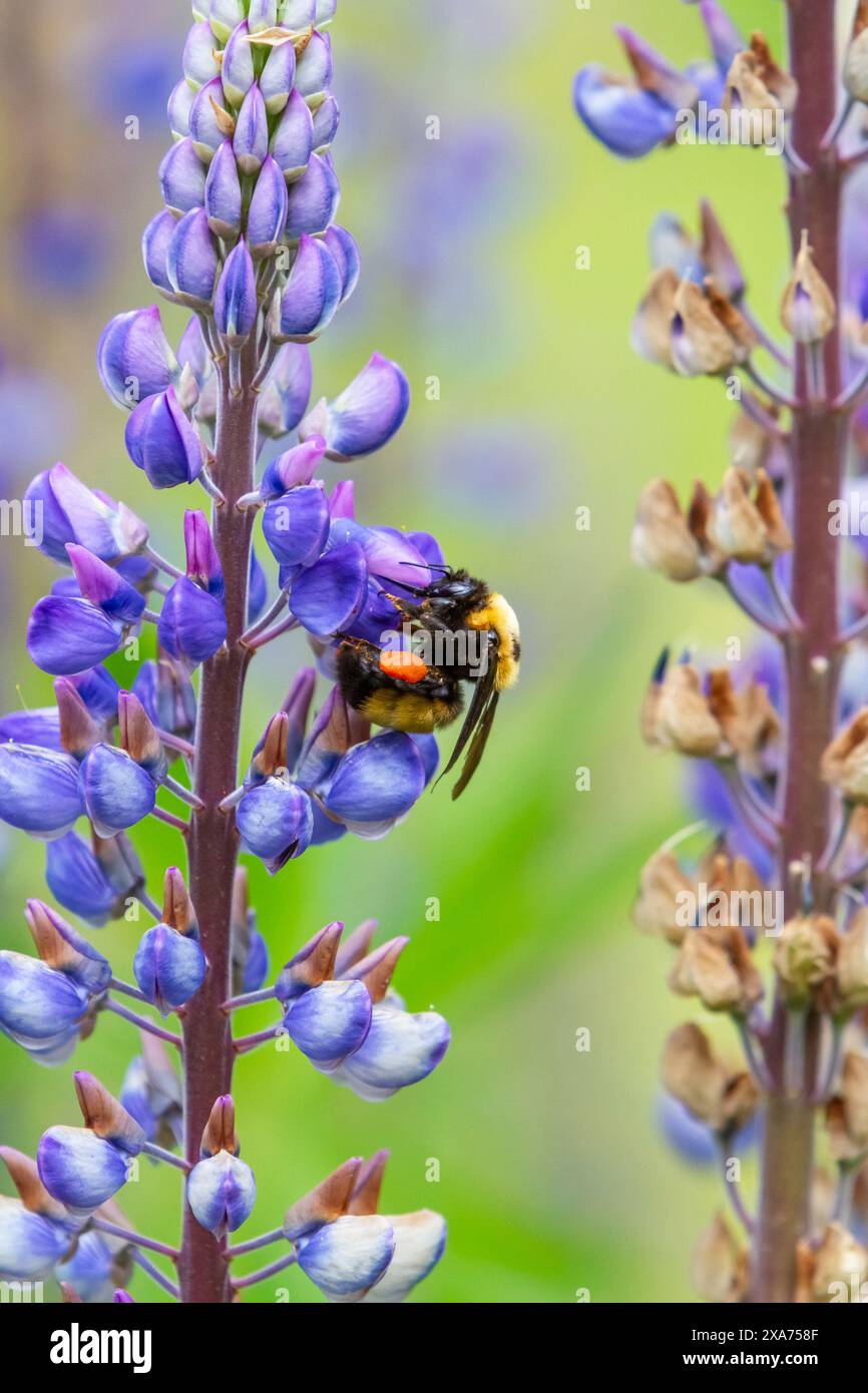 A Nevada bumblebee (Bombus nevadensis) with orange corbiculae ...