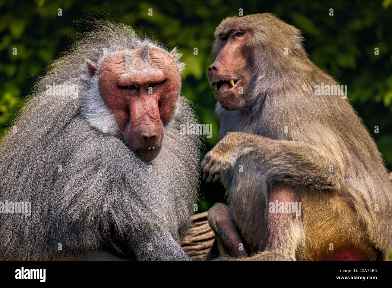 Baboons resting hi-res stock photography and images - Alamy