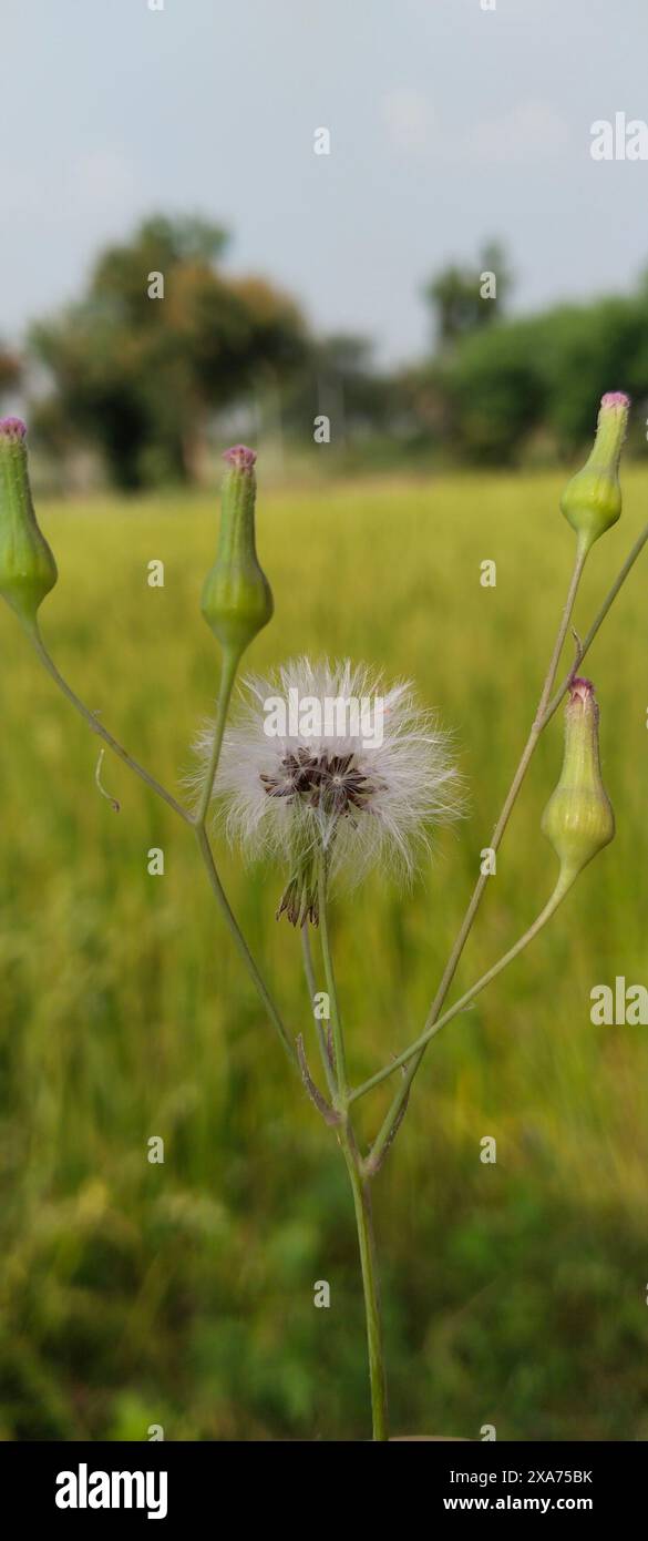 Close up emilia sonchifolia hi-res stock photography and images - Alamy