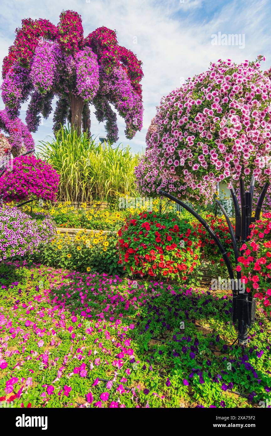 The Dubai Miracle Garden, colorful flower park, United Arab Emirates ...