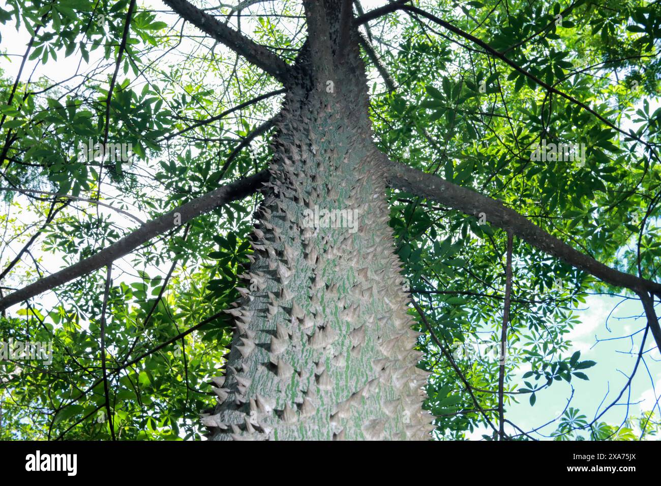A low angle shot of the thorny tree trunk of the Anigic Tree in a ...