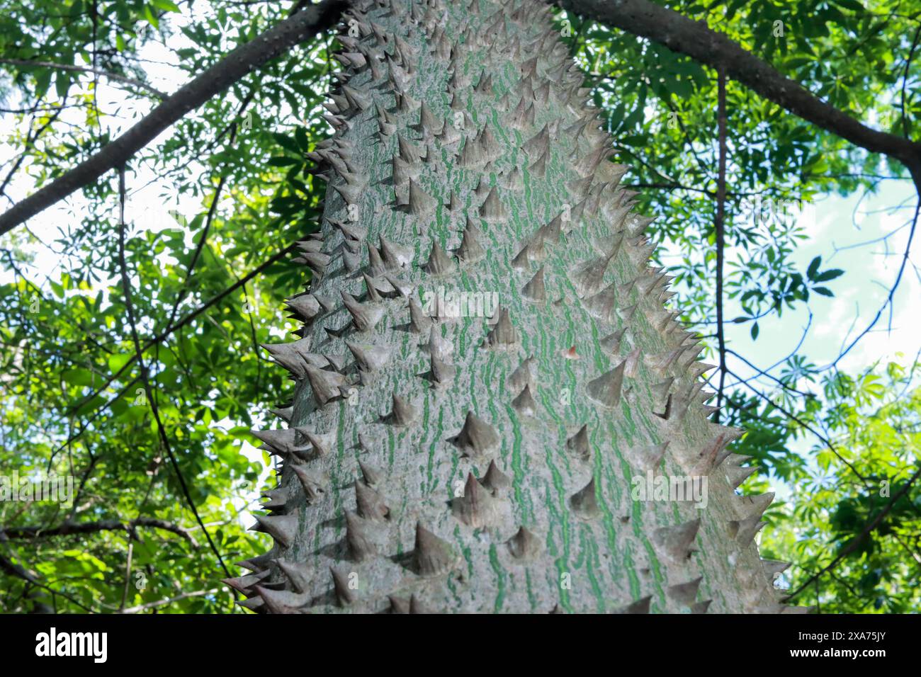 A low angle shot of the thorny tree trunk of the Anigic Tree in a ...