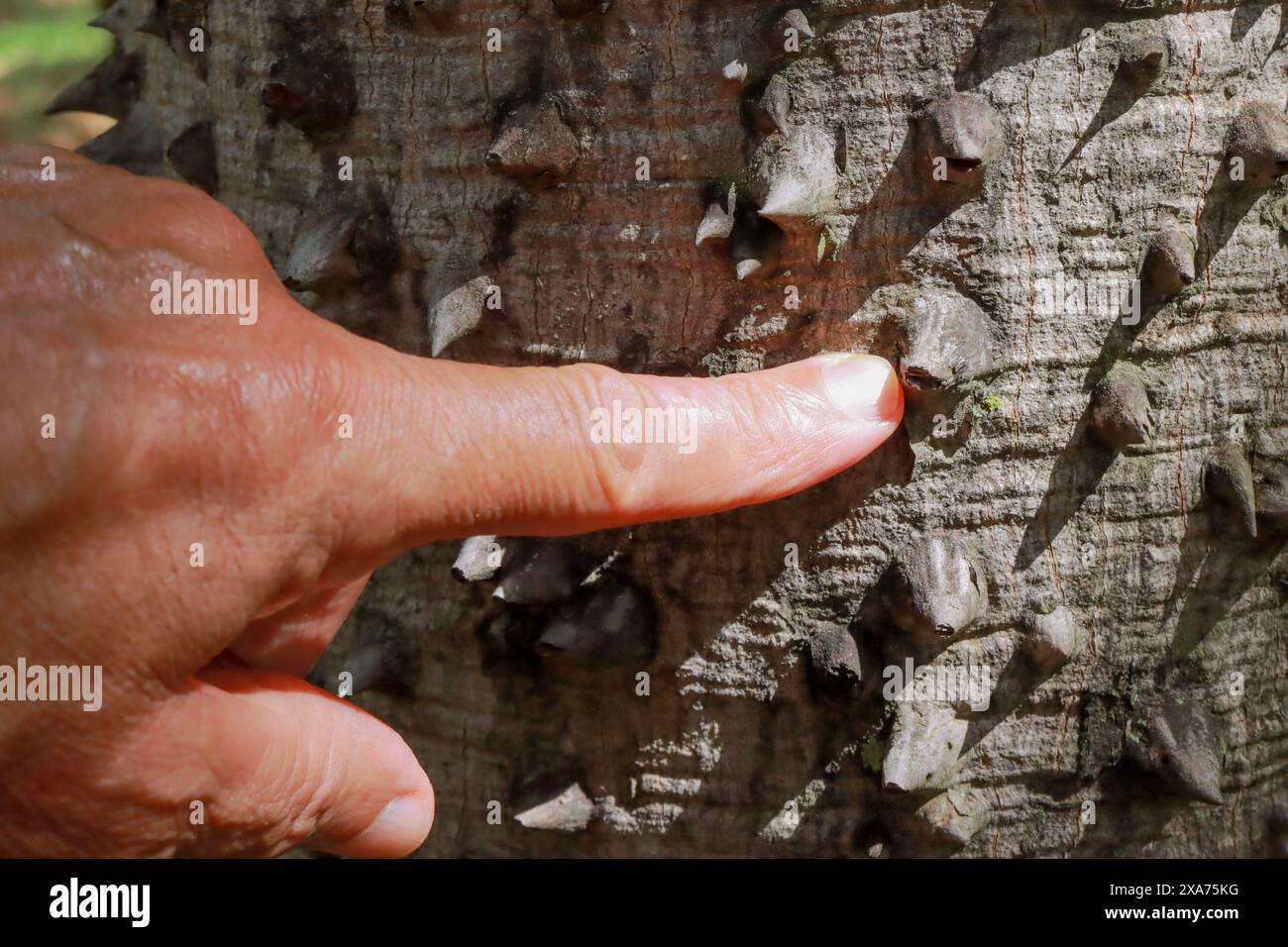 Finger pointing at bark hi-res stock photography and images - Alamy