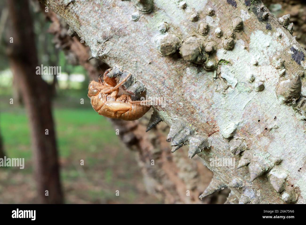 Bug exoskeleton hi-res stock photography and images - Alamy