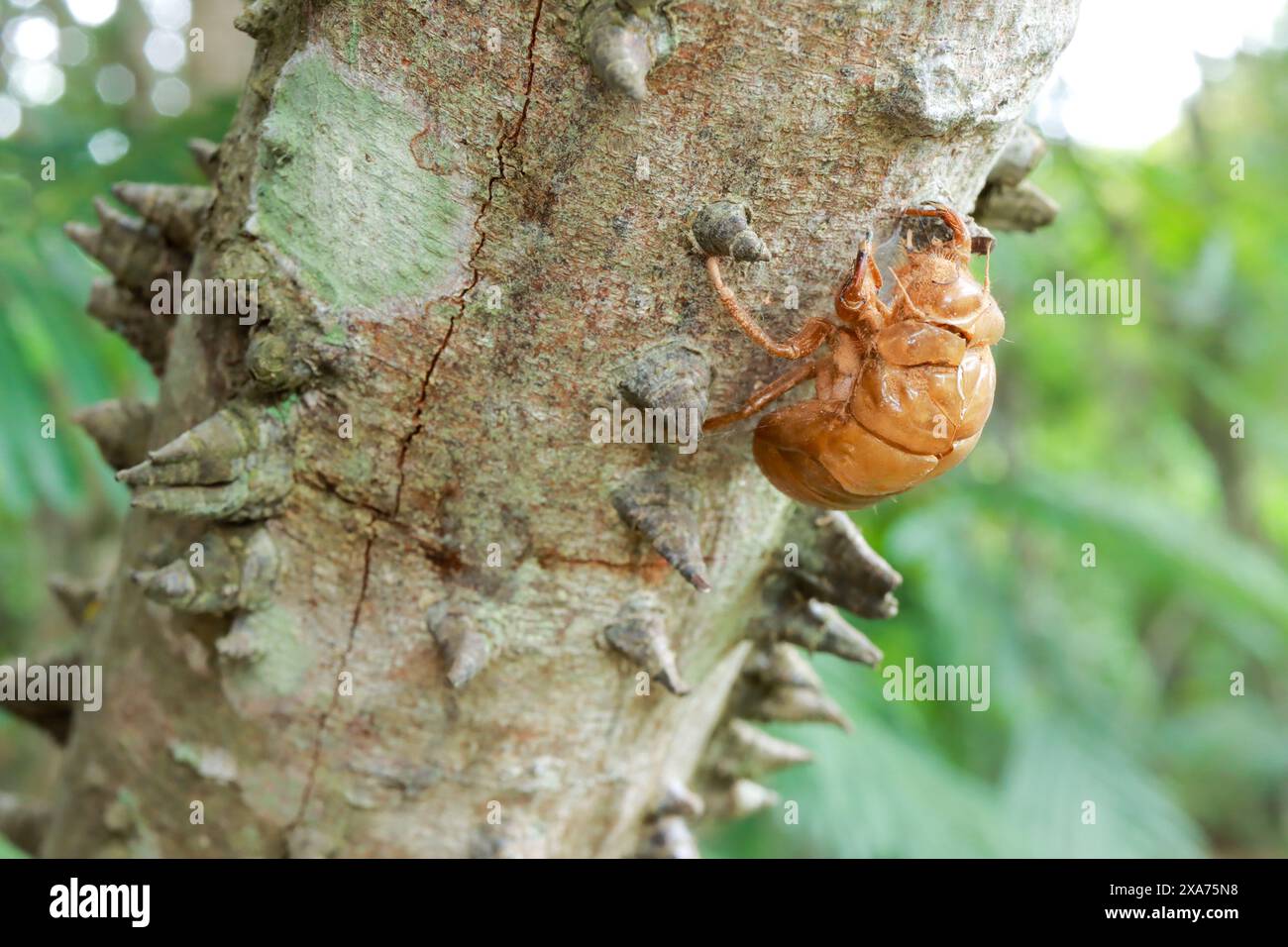 Closeup shot dead green hi-res stock photography and images - Alamy