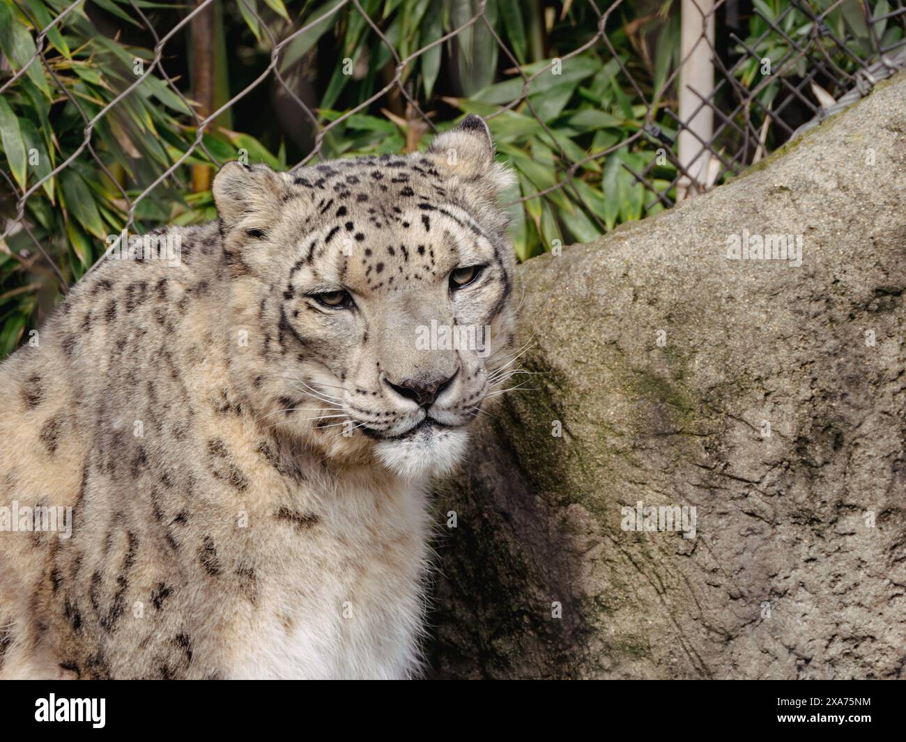 Snow leopard habitat hi-res stock photography and images - Alamy
