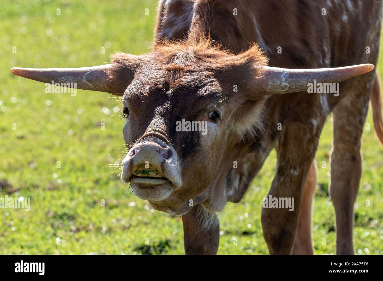 Texas Longhorn with red and white mottled coat. Standing in green ...