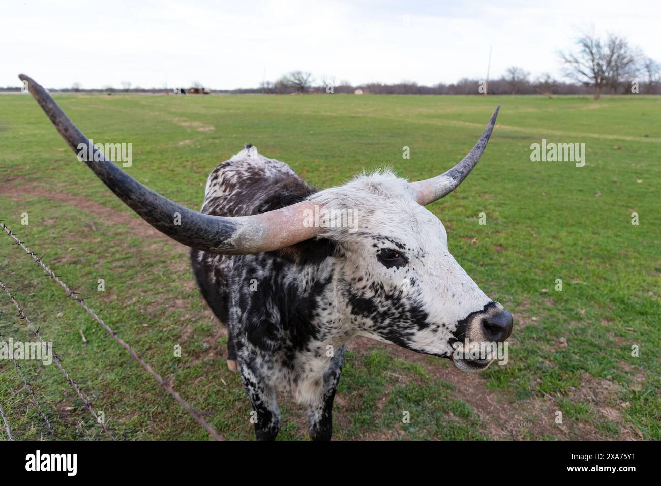 Closeup, Texas Longhorn with black and white mottled coat. Standing in ...