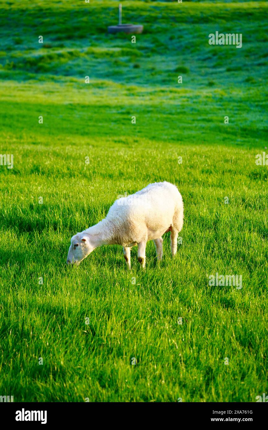 A white sheep grazing in lush green field near Bud, Norway village ...
