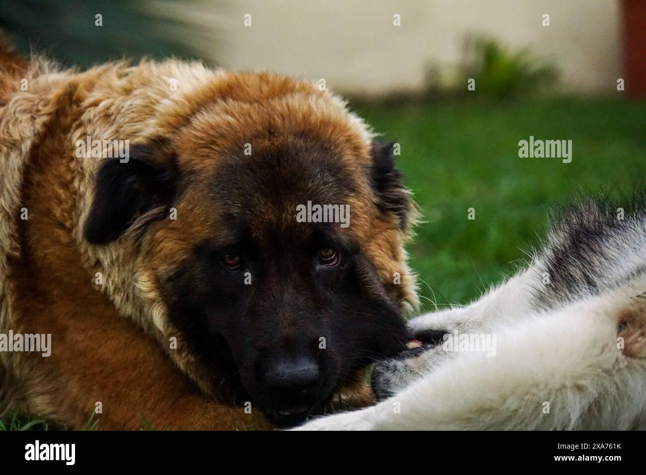 Two dogs playing outside and giving playful bites to eachother Stock ...