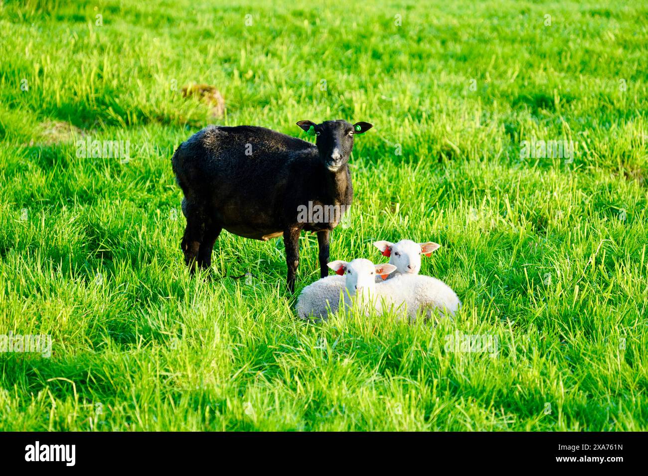 Sheep grazing in lush green field near Bud, Norway village Stock Photo ...