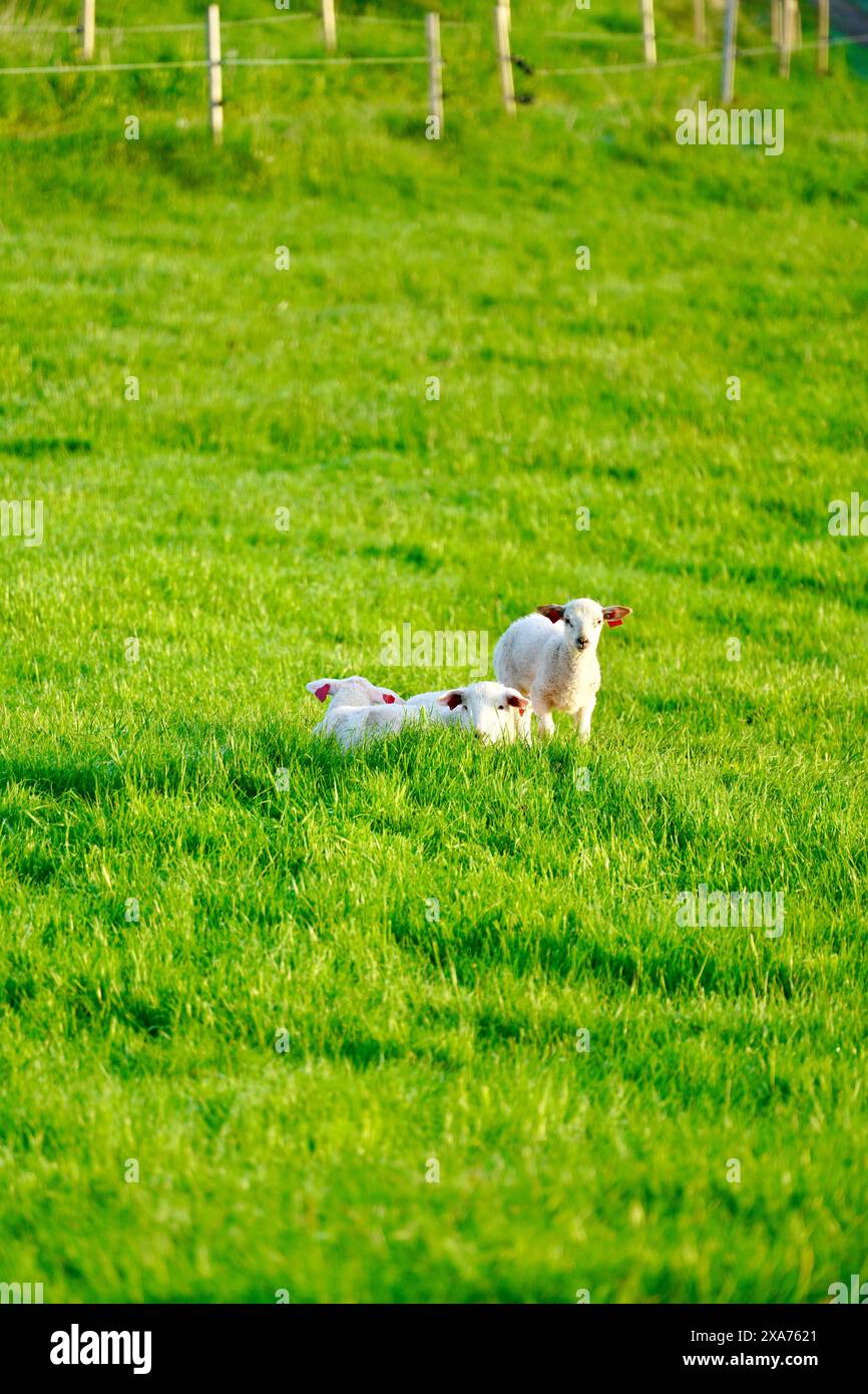 Sheep grazing in lush green field near Bud, Norway village Stock Photo ...