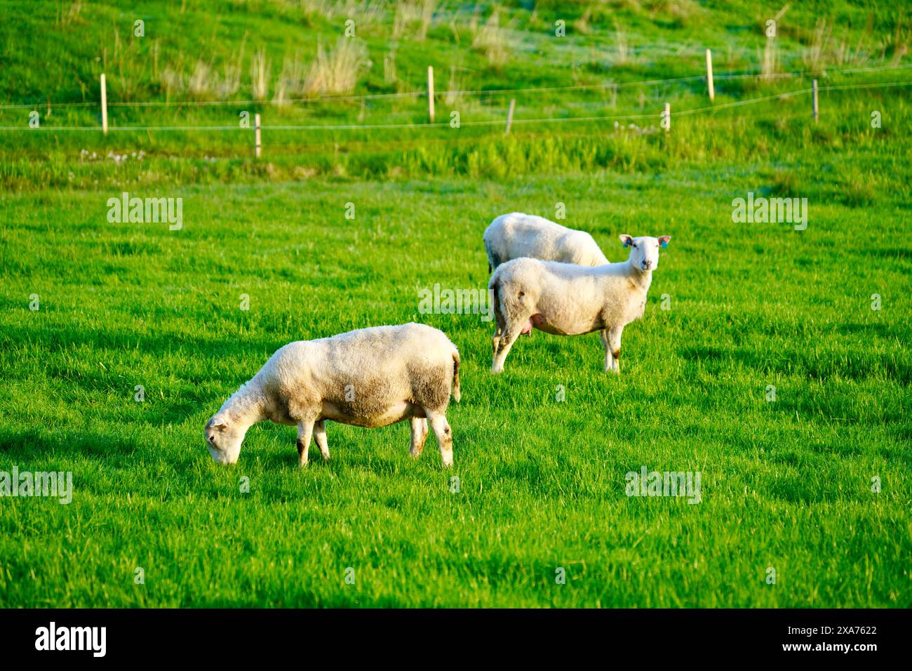 Sheep grazing in lush green field near Bud, Norway village Stock Photo ...
