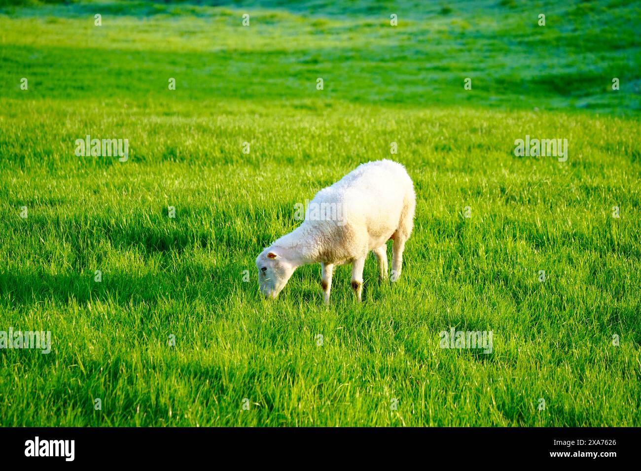 A white sheep grazing in lush green field near Bud, Norway village ...