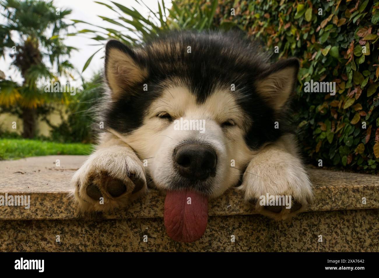 A sleepy Alaskan Malamute dog, sleeping on the stairs of its garden ...