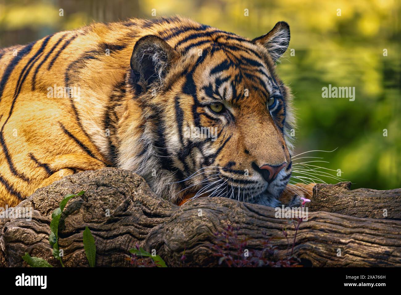 Tiger camouflage grass hi-res stock photography and images - Alamy