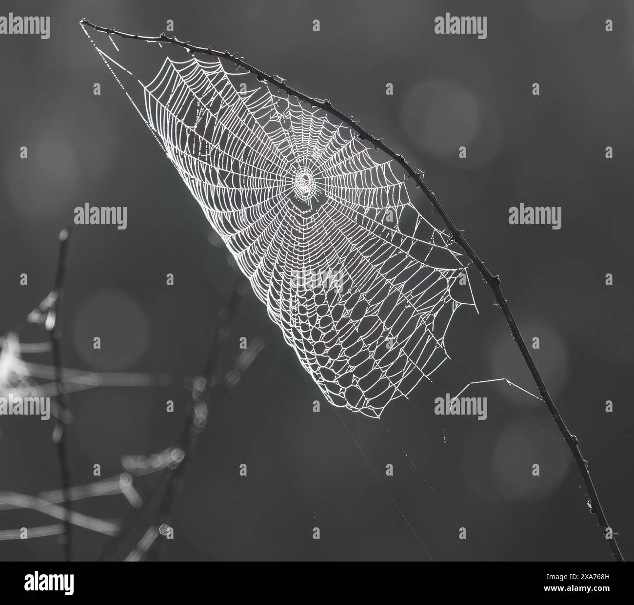 Tidy tree hi-res stock photography and images - Alamy