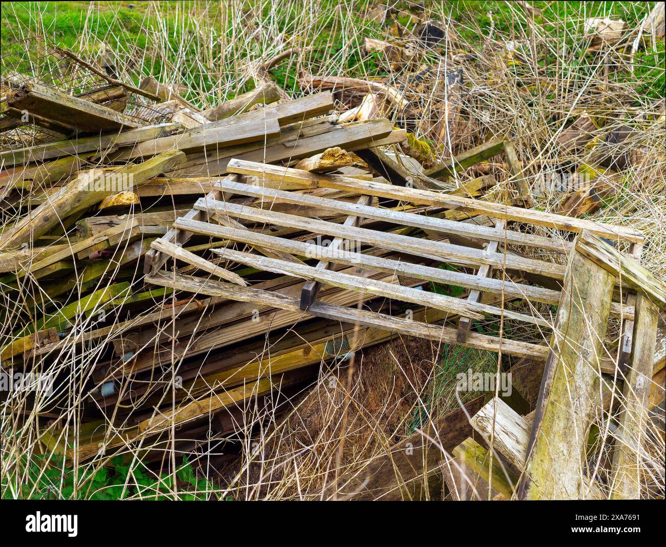 Broken wooden pallets and debris in overgrown field, fly tipping ...