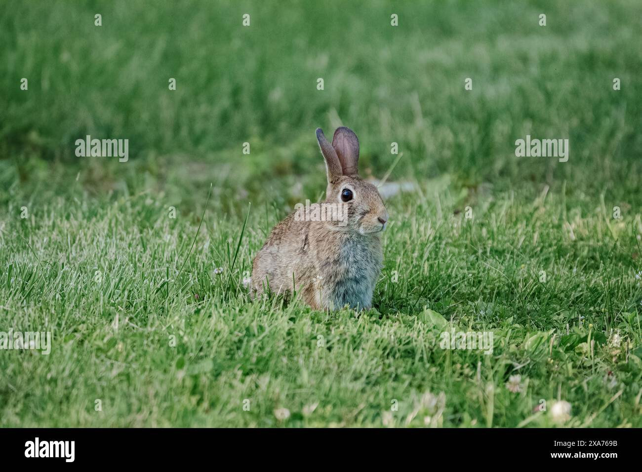 eastern cottontail rabbit Stock Photo - Alamy