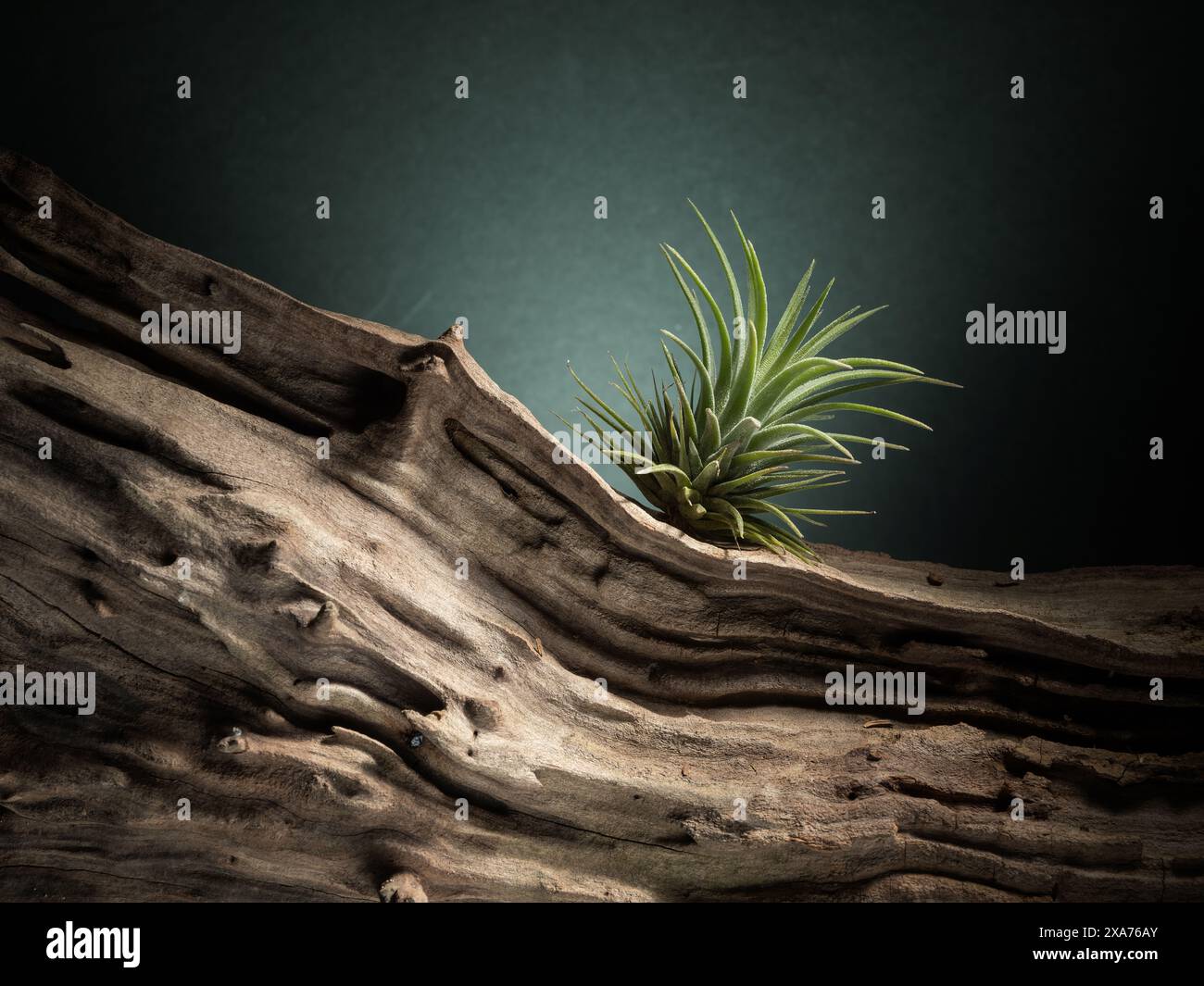 Air plant perched on hi-res stock photography and images - Alamy