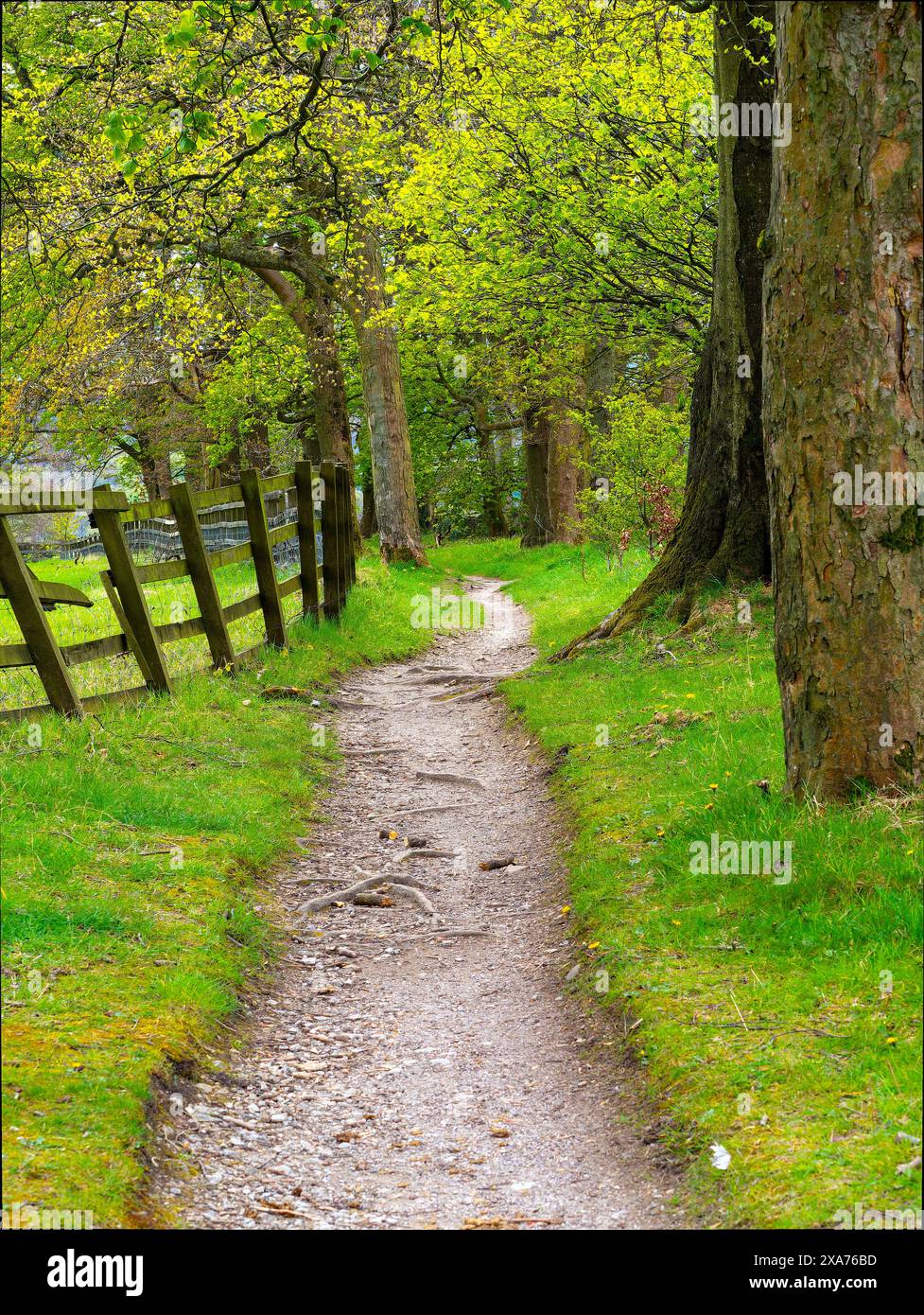 Serene forest pathway lined with lush trees and a rustic wooden fence ...