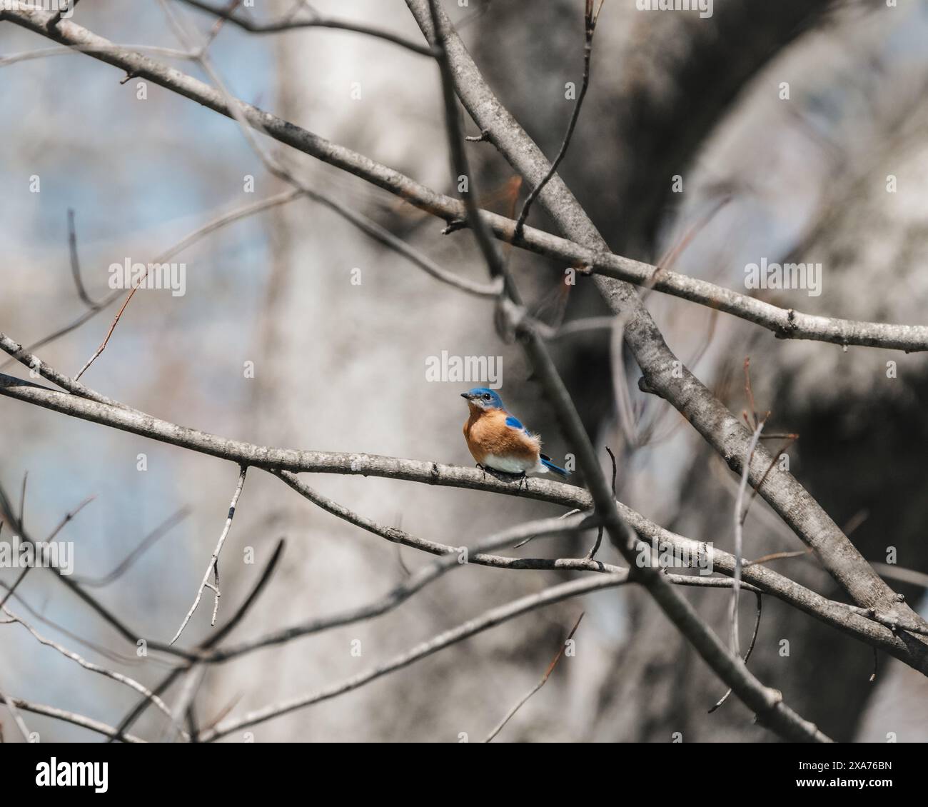 Cartoon tropical exotic birds hi-res stock photography and images - Alamy
