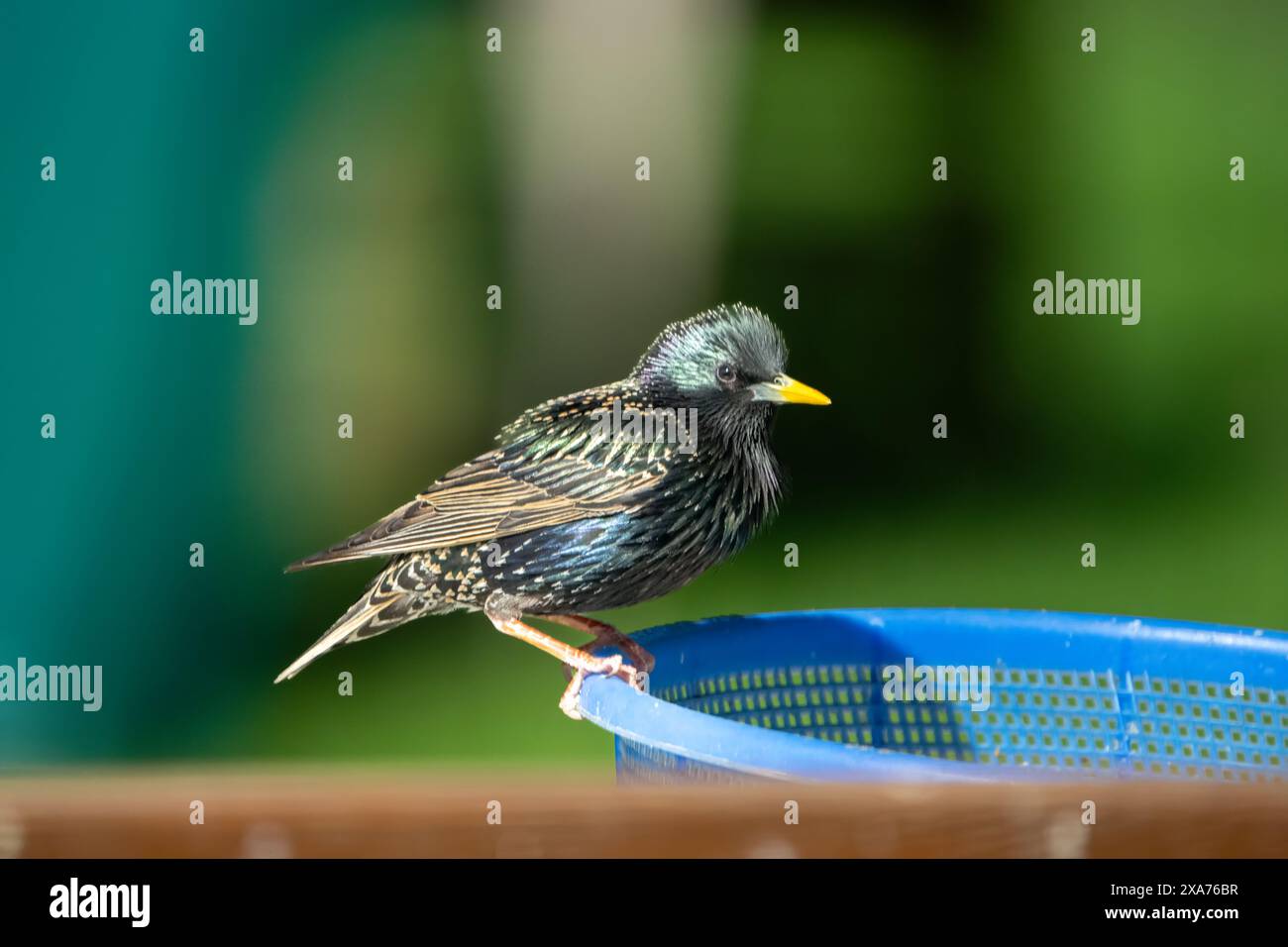 Starling wings hi-res stock photography and images - Alamy