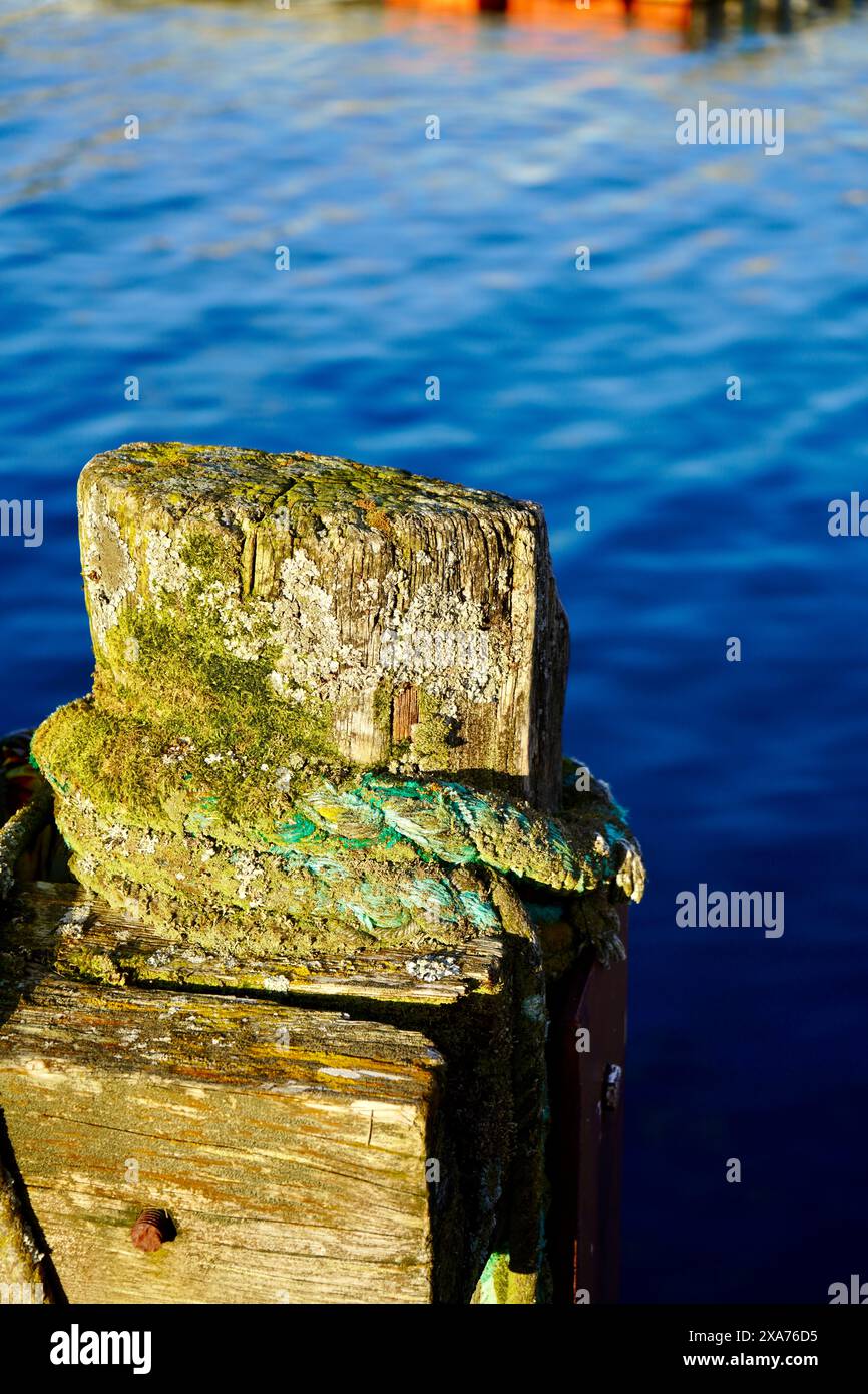 A moss grown rope tied around the structural timber logs of an old quay ...