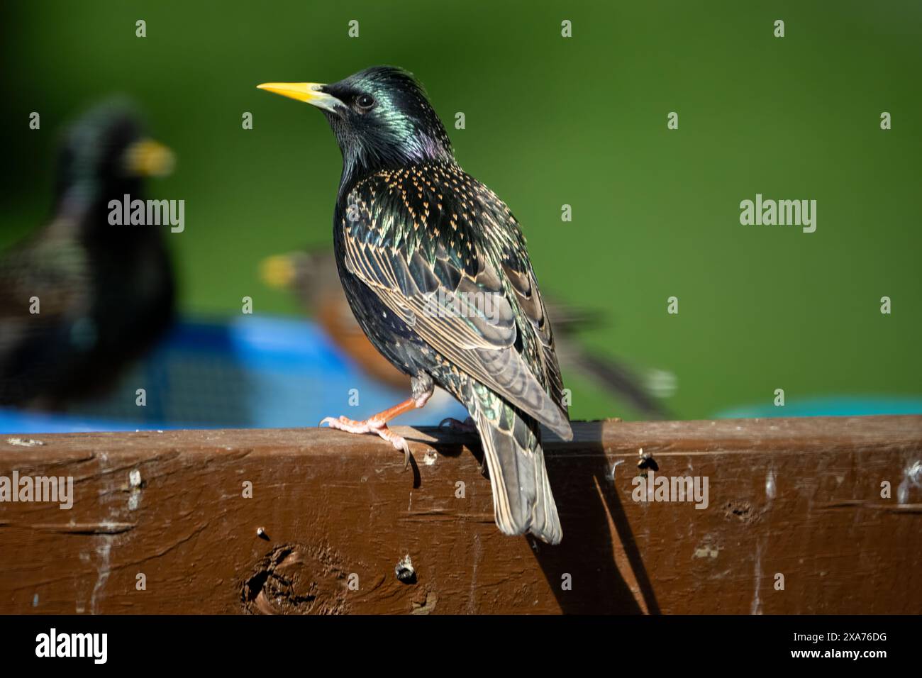 Starling wings hi-res stock photography and images - Alamy