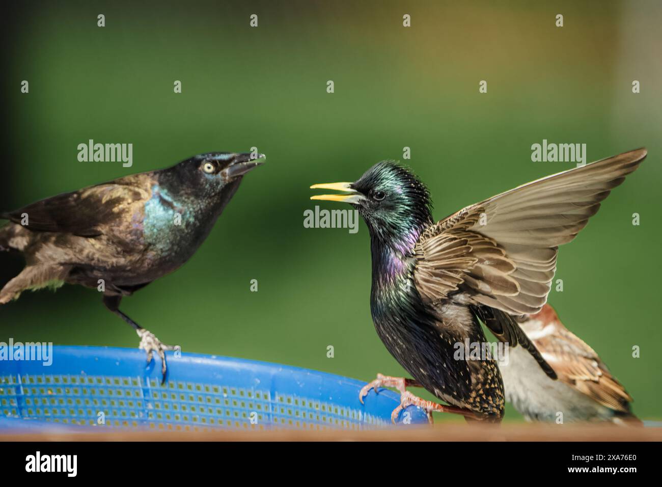 Starling wings hi-res stock photography and images - Alamy