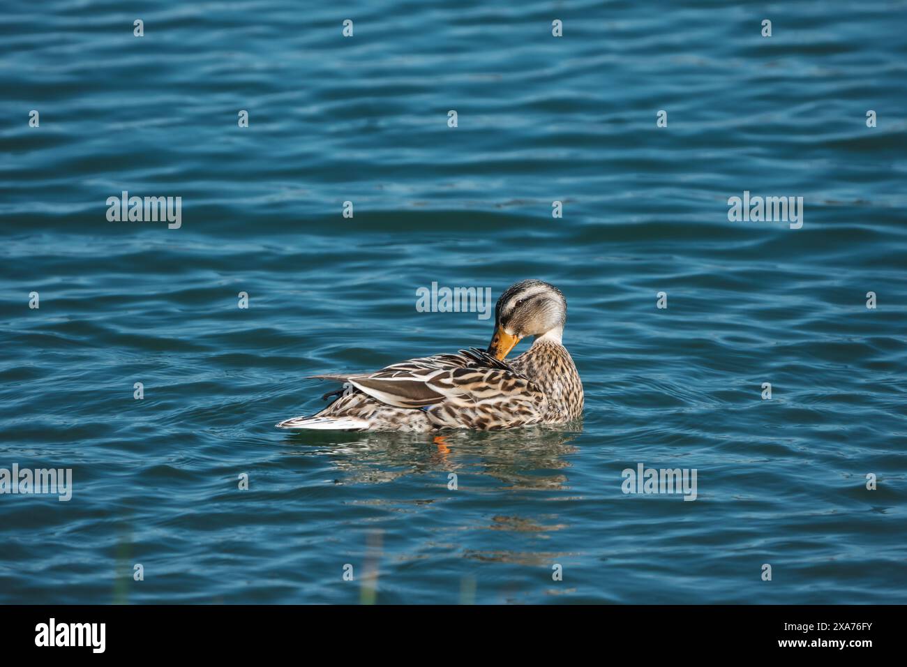 Mallard duck in water Stock Photo - Alamy