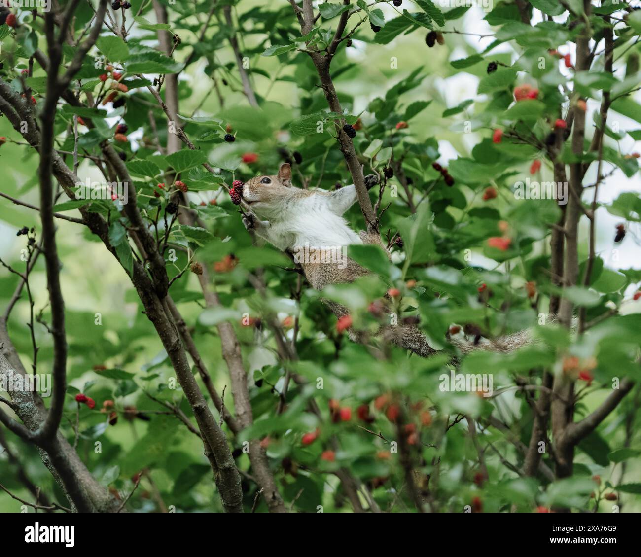 squirrel on tree eating berry Stock Photo - Alamy