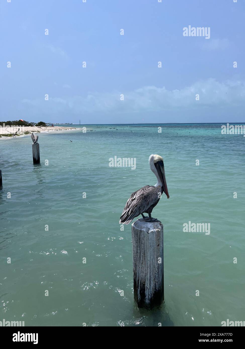 A pelican perched on a post in the ocean Stock Photo - Alamy
