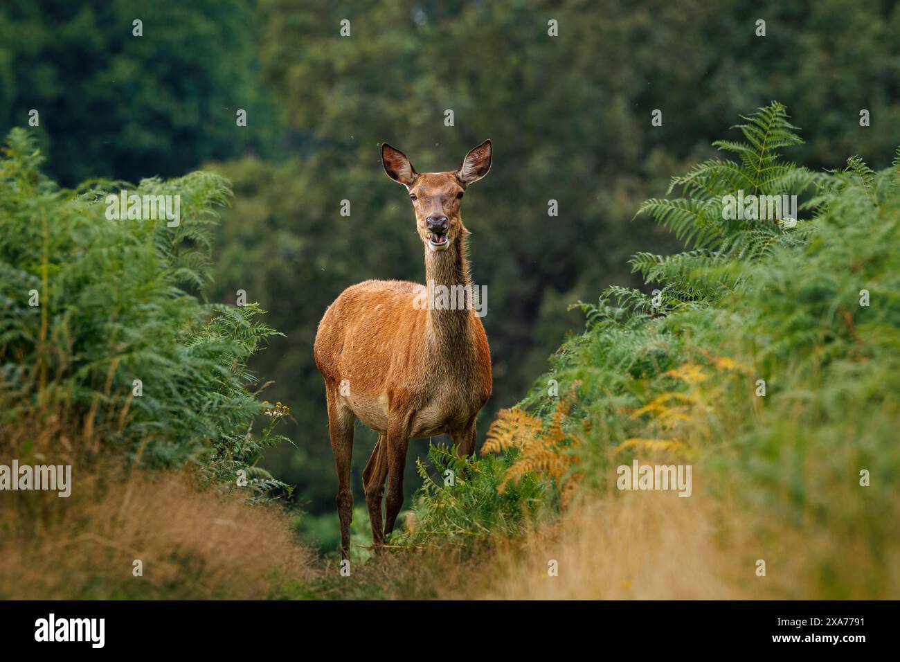deer in a field making eye contact with the camera Stock Photo - Alamy