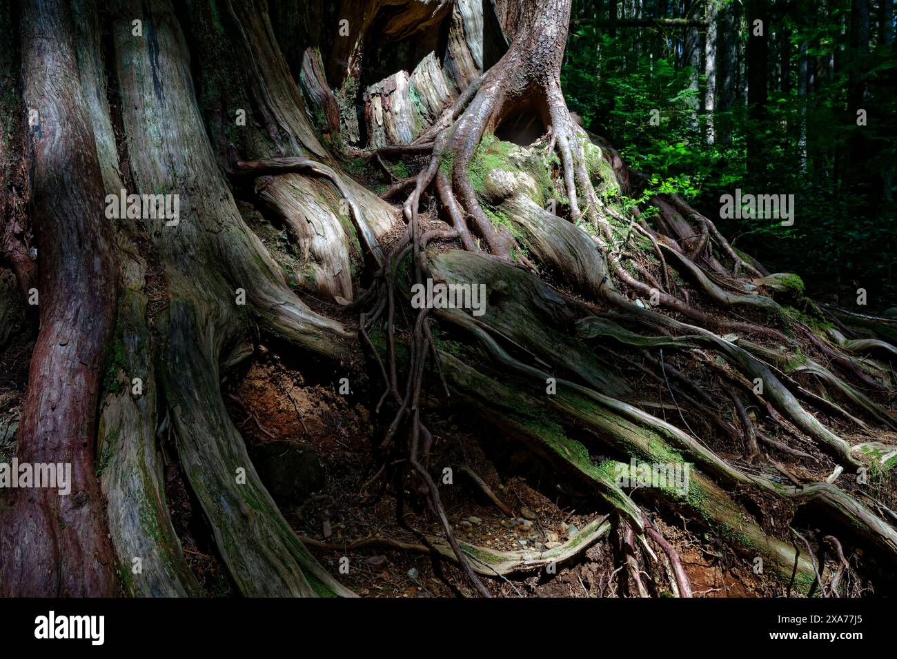 Massive Western redcedar roots in Avatar Grove, Port Renfrew, British ...