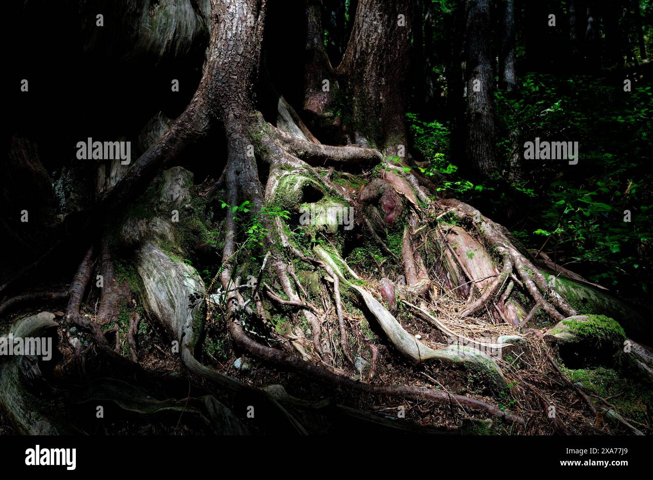 Massive Western redcedar roots in Avatar Grove, Port Renfrew, British ...