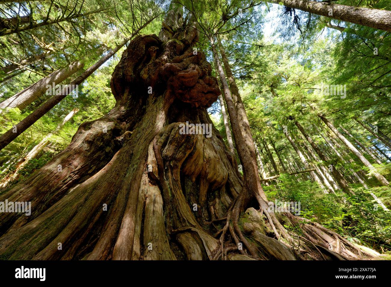 An ancient Western red cedar tree in Avatar Grove, Port Renfrew, British Columbia, Canada Stock ...