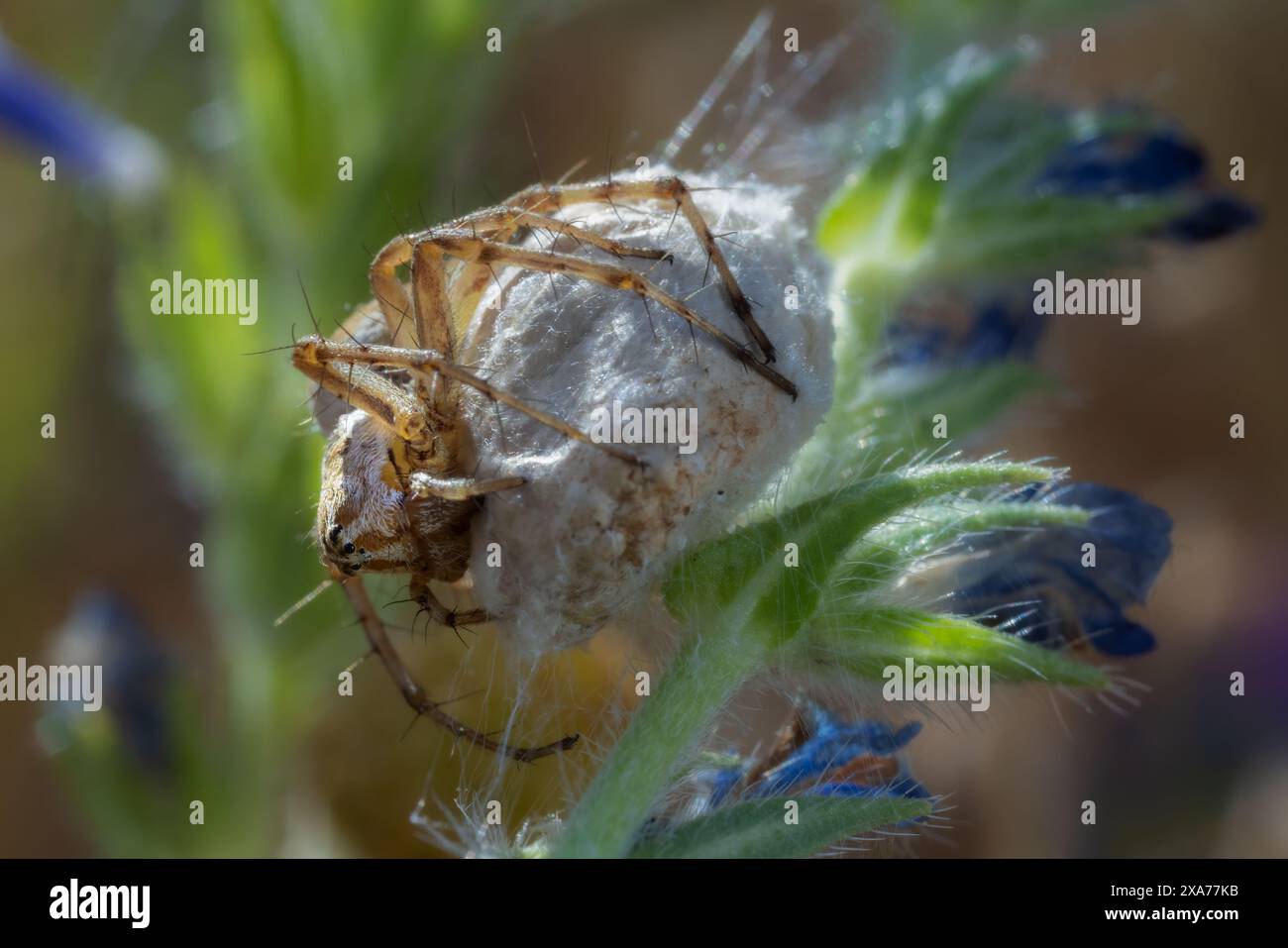 Spider on blue plant bud Stock Photo - Alamy