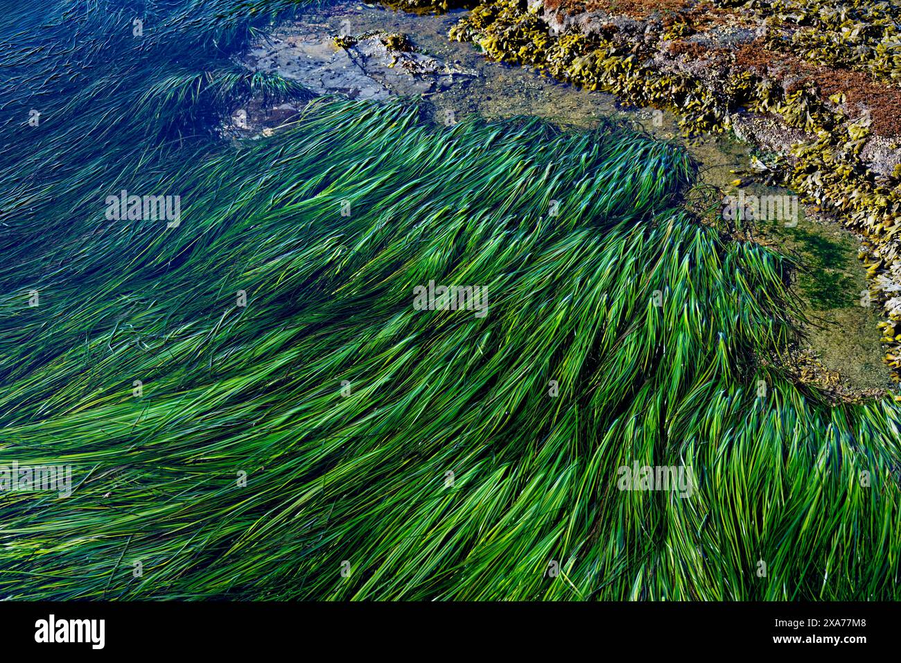 Marine plant sea grass canada hi-res stock photography and images - Alamy