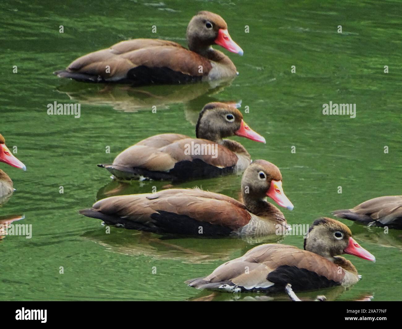 Ducks bobbing in the water hi-res stock photography and images - Alamy